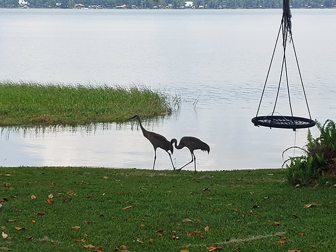 Sandhill cranes perform their elegant shoreline ballet, completely unaware they're creating the perfect Florida postcard moment for lucky onlookers.