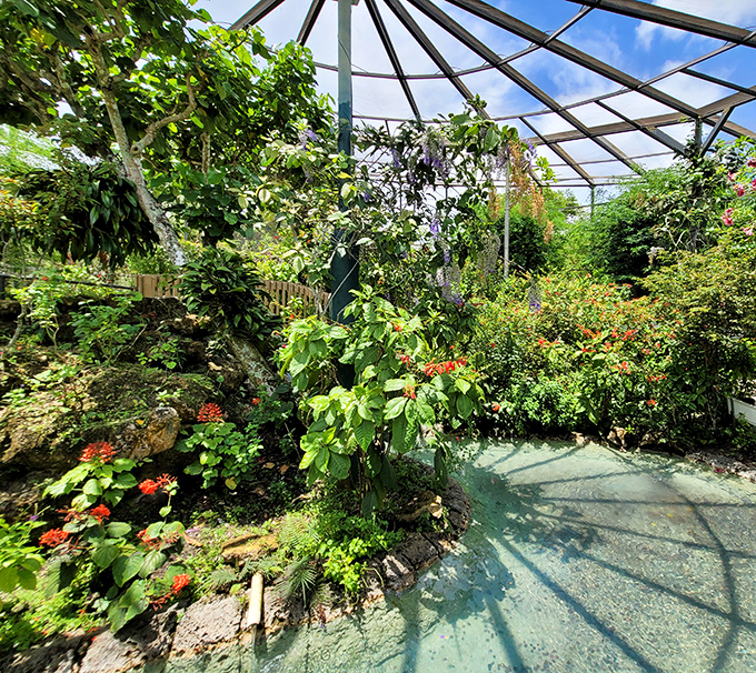 Butterfly World's greenhouse bursts with tropical plants that attract and nourish countless butterfly species. Every turn reveals new colors and textures.