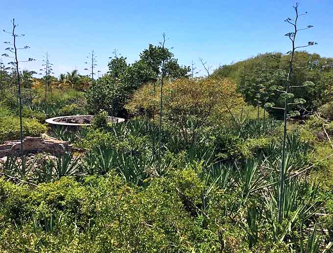 Lush vegetation covers the stone foundations of Indian Key's former buildings, creating a tropical archaeological site.