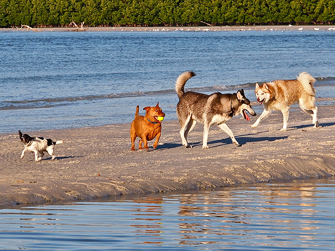 Pack of playful dogs enjoying the shoreline at Lovers Key State Park, where the crystal waters create a stunning backdrop for pet adventures.