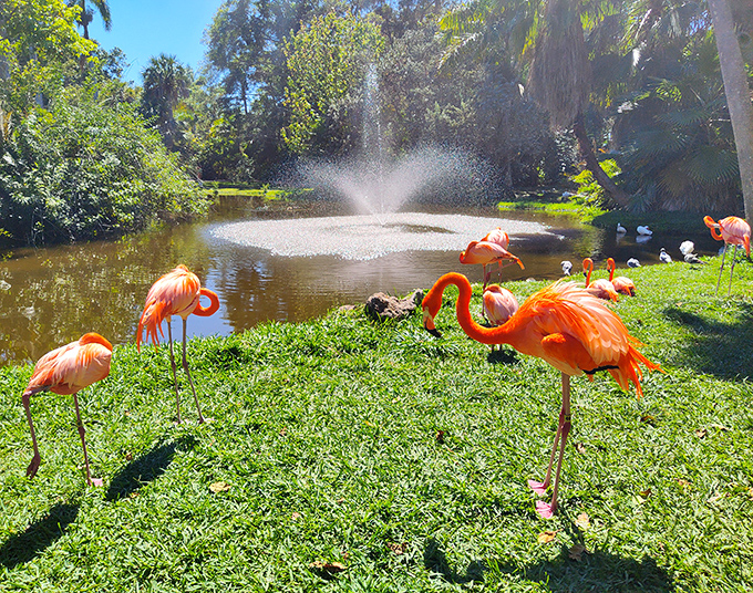 Sarasota Jungle Gardens provides an interactive experience where visitors can feed and connect with flamingos in a lush tropical setting.