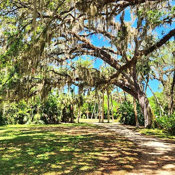 Ancient oaks create a natural cathedral with Spanish moss as the decorations.