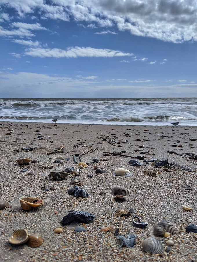 Beachcomber's scavenger hunt! Fernandina's wild shore offers shells and curiosities like a sandy I Spy book.