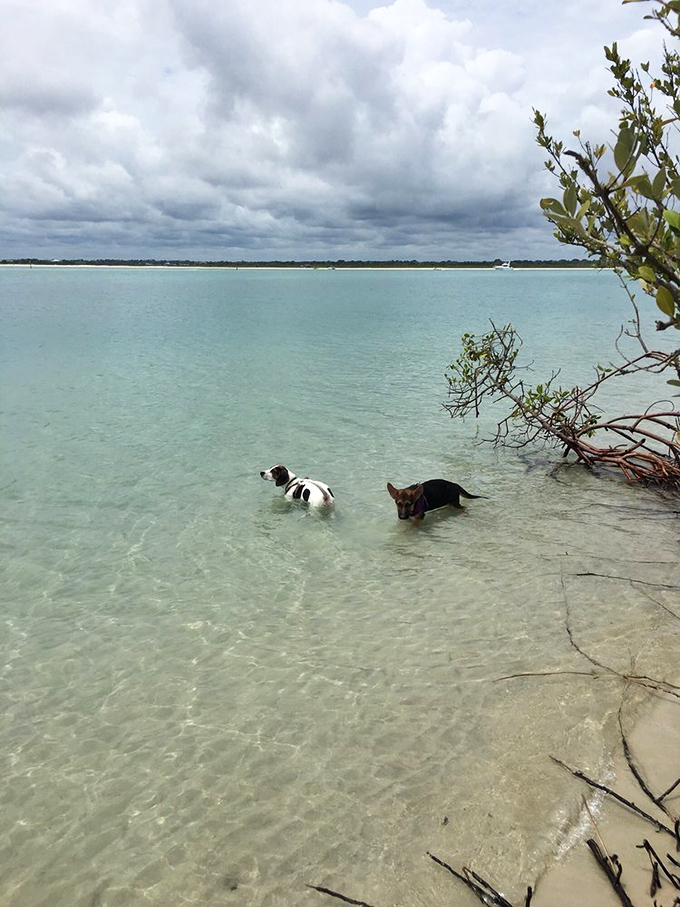 Two pups exploring the shallow waters of Ponce Inlet, finding friendship in a shared love of splashing and sniffing.