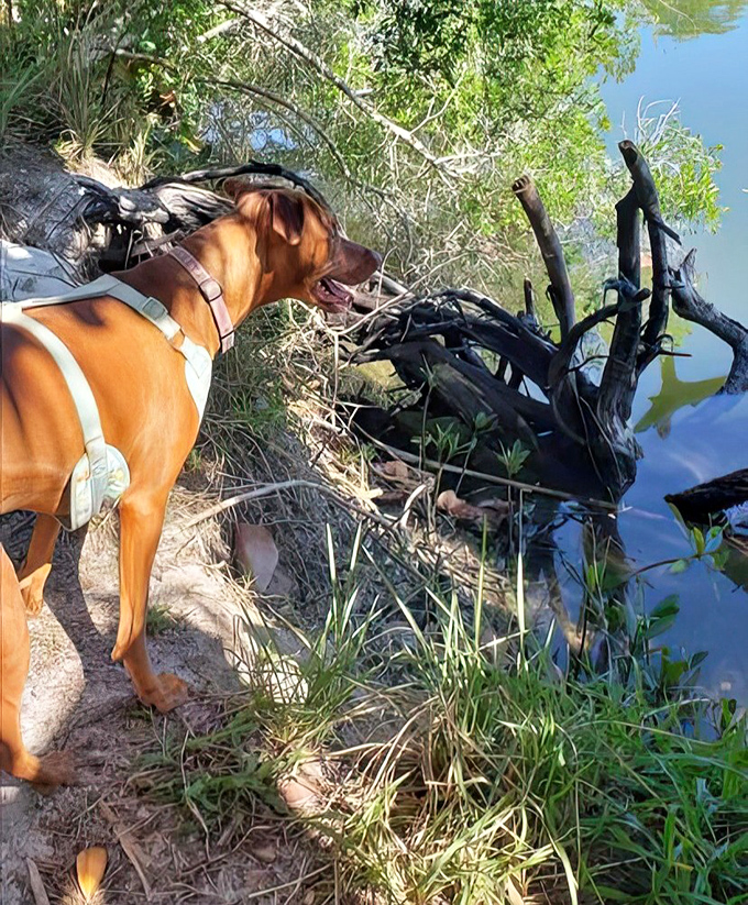 Coastal contemplation. This spotted pup enjoys the peaceful waters and views at Lovers Key State Park.