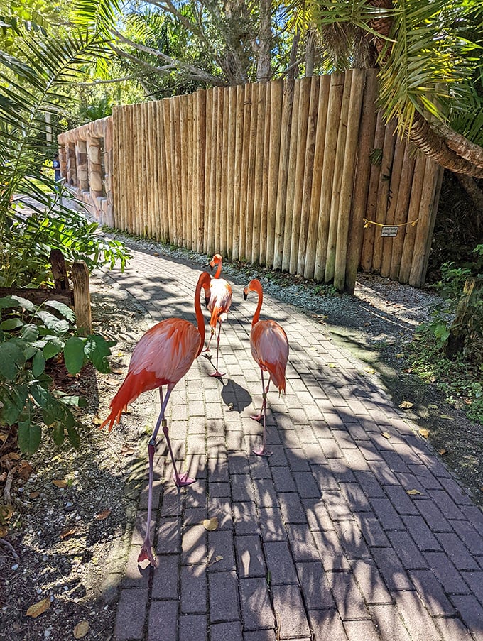 The friendly flamingos at Sarasota Jungle Gardens often approach visitors on the pathways, creating unexpected and delightful encounters.