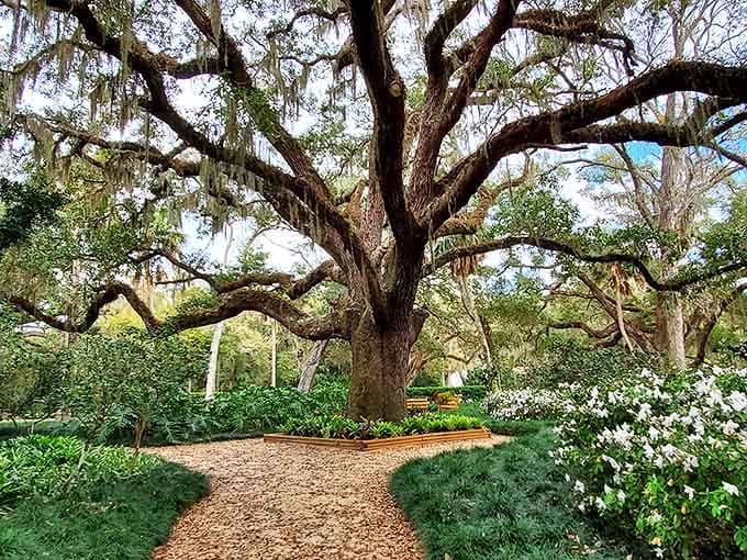 This massive oak tree spreads its branches like it's trying to hug the entire garden.