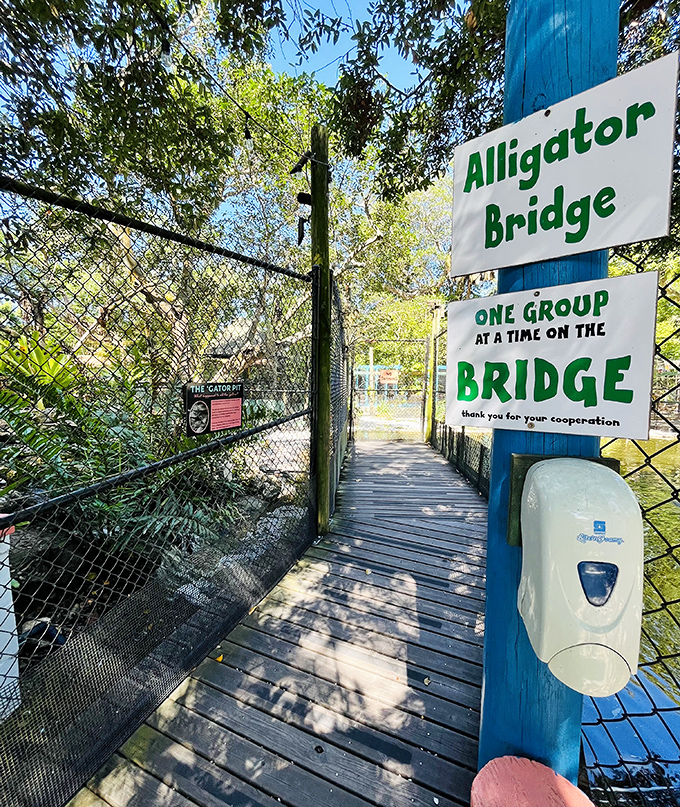 The famous alligator bridge offers thrilling views of these prehistoric predators from above &ndash; just remember, one group at a time!