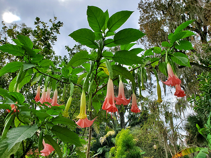 Angel's Trumpet flowers dangle like nature's own wind chimes, silent but visually melodious against the forest backdrop.
