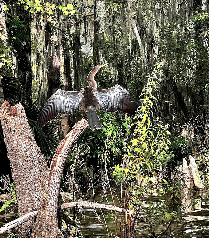 With wings spread wide like nature's own solar panels, this anhinga dries off after an underwater fishing expedition in the canal's rich waters.