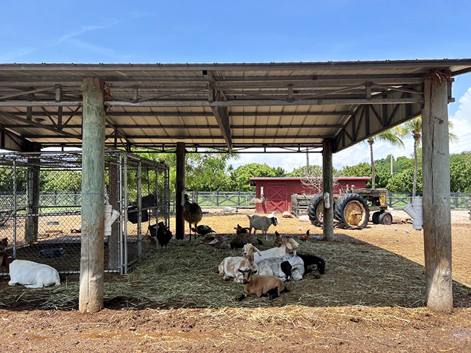 Farm animals lounge contentedly under shade, providing an unexpected but delightful diversion from the fruit festivities.