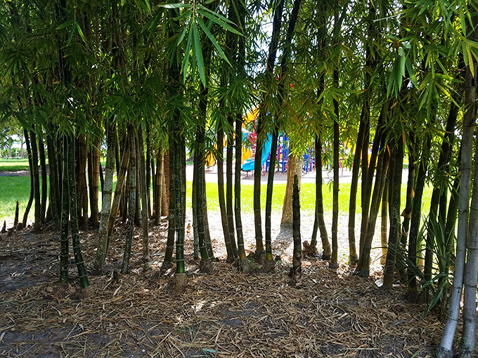 Step inside nature's air conditioning &ndash; a whispering green cathedral where temperature and blood pressure both drop noticeably.