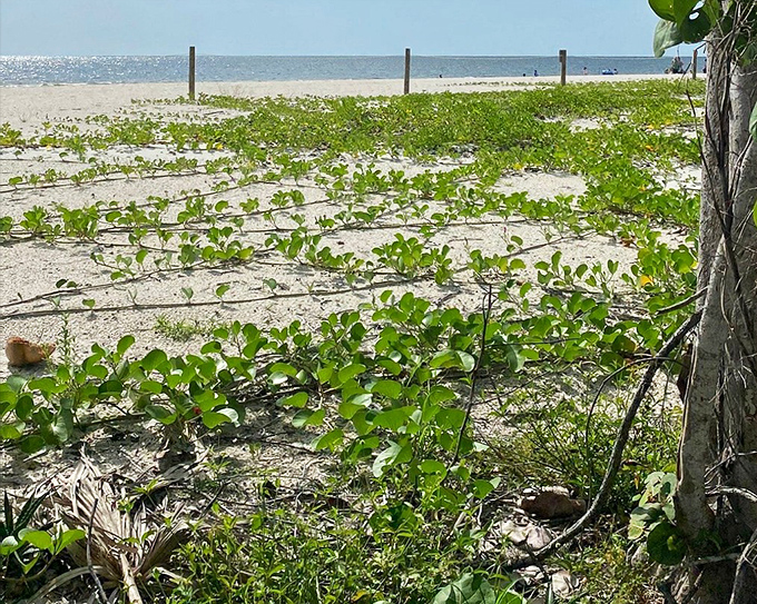Beach railroad: Nature's own railroad tracks form where vegetation meets sand, creating a green-and-white border along the shoreline.