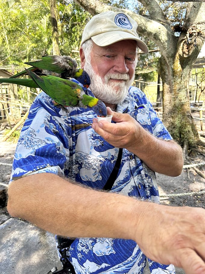A magical moment as colorful lorikeets find a friendly perch, their vibrant plumage contrasting with the handler's blue shirt.