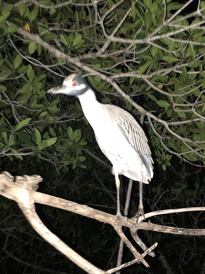 Black-crowned Night Heron: The stoic sentinel of the mangroves watches paddlers with ruby eyes, probably judging their amateur photography attempts.