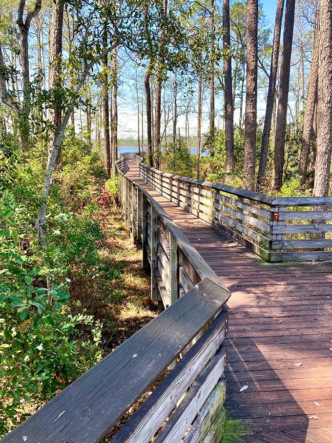 Sunlight dapples this boardwalk trail, creating a path that seems to lead straight into a Florida fairytale.