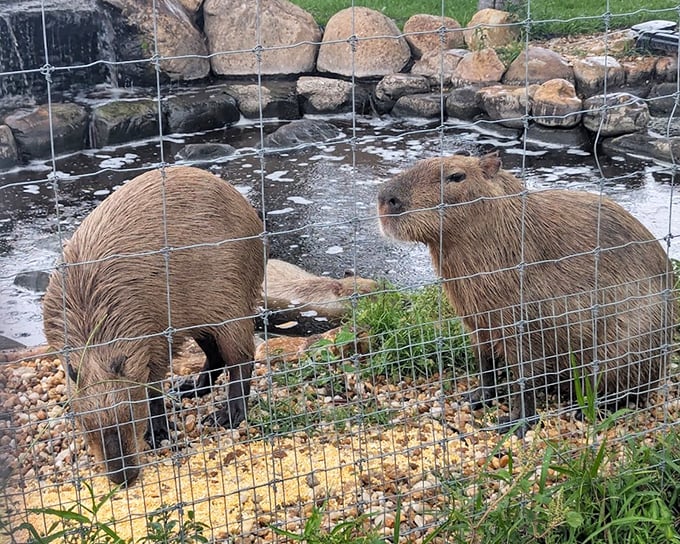 Capybaras living their best Florida life &ndash; essentially giant guinea pigs who've discovered the joy of poolside lounging.