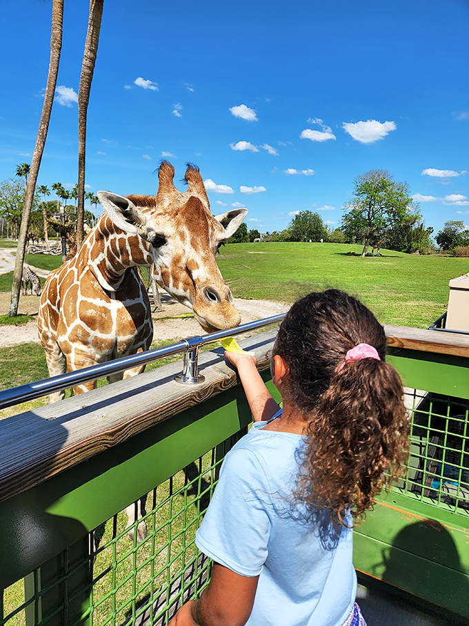 Small hands, big moment &ndash; a child's first giraffe encounter combines excitement and awe as the gentle giant accepts a leafy offering.