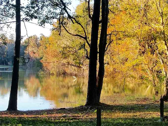 Autumn colors paint the lakeside in warm hues, proving that Florida does have seasons, just very polite, subtle ones that don't show off.