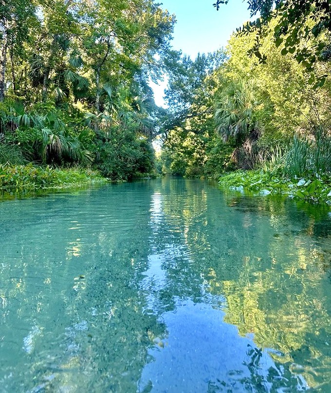 Nature's looking glass: This transparent channel reveals an underwater world where fish go about their business like tiny aquatic commuters.