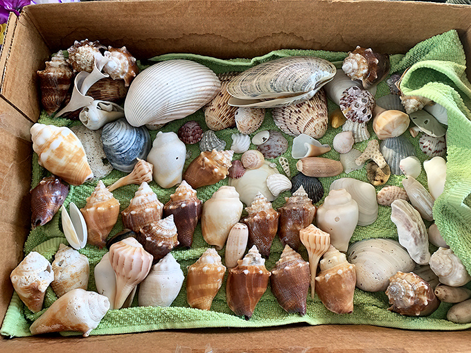 A shell collector's dream haul carefully arranged – each unique specimen tells a story of marine life and Gulf Coast ecology.