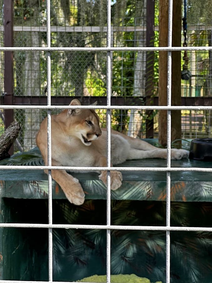 The cougar lounges regally, embodying the "I'm not lazy, I'm conserving energy" excuse we all use on Sundays. Majestic even in repose.