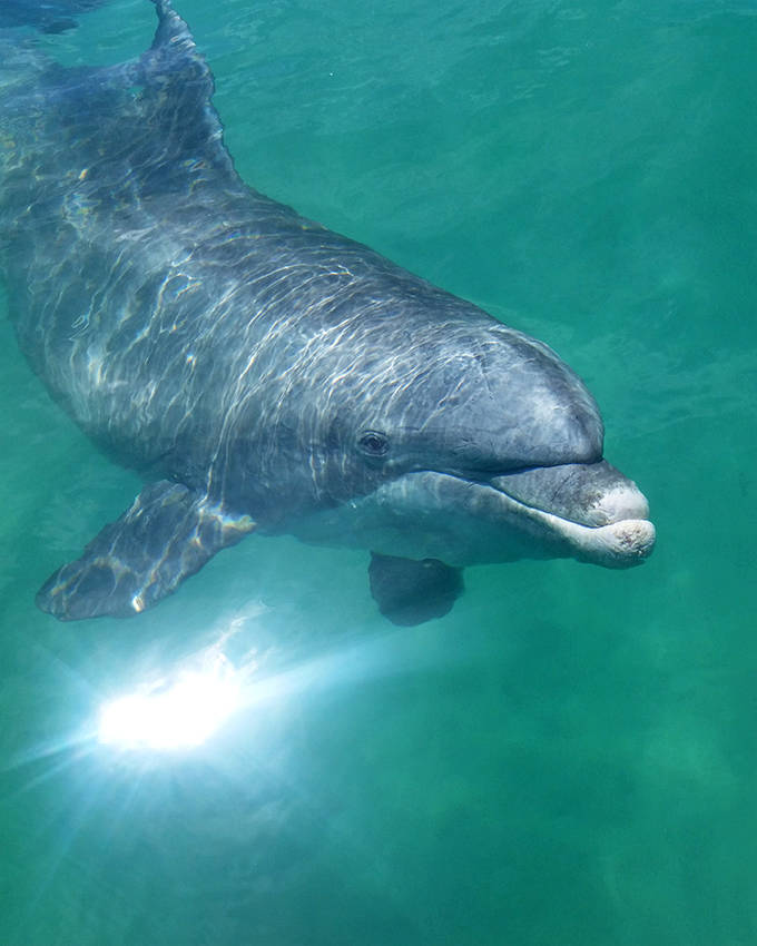 A bottlenose dolphin greets visitors with that permanent smile &ndash; though scientists say it's just anatomy, we know they're genuinely happy here.