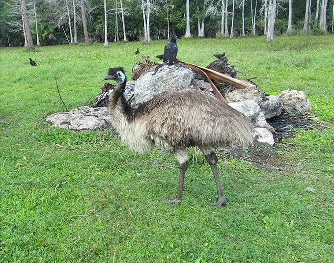 The resident emu struts its prehistoric stuff, looking suspiciously like it knows more about local cryptids than it's willing to share.