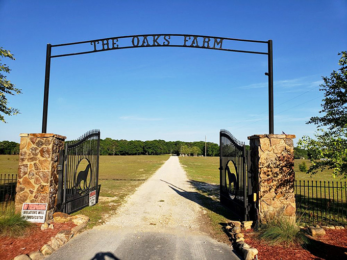 The entrance to The Oaks Farm welcomes visitors with rustic charm, silhouettes of wolves standing sentinel on either side of the gate.