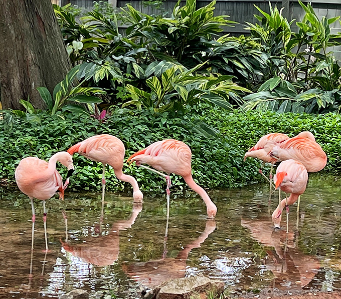 The flamingo committee meets to discuss important matters, like why standing on two legs is so last season.