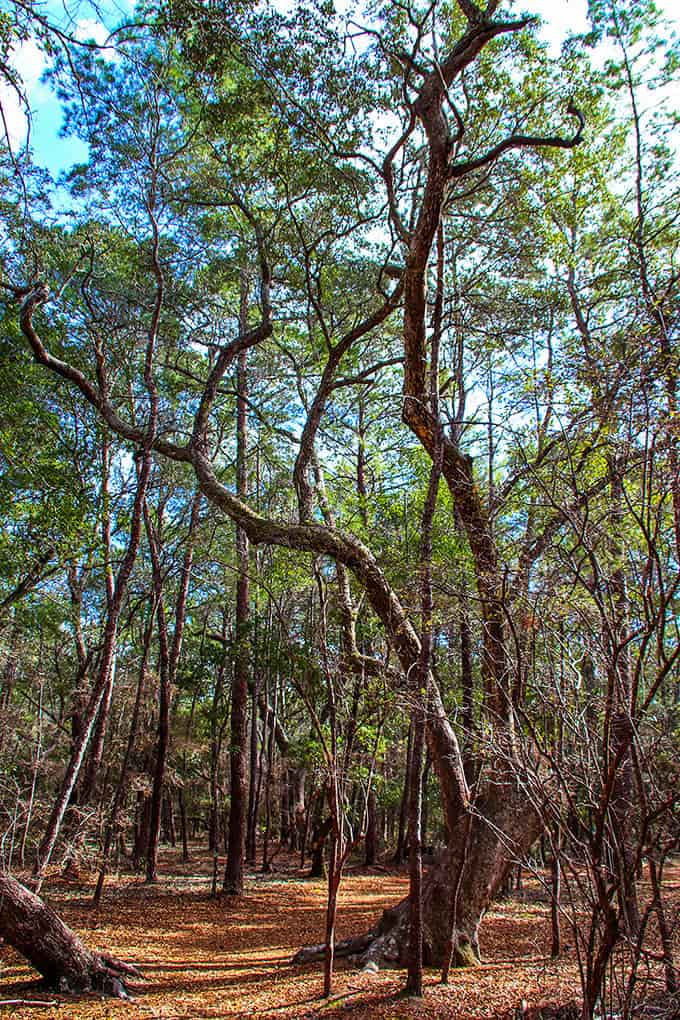 Ancient trees create natural cathedrals overhead, their twisted branches telling stories of storms weathered and seasons witnessed over decades.