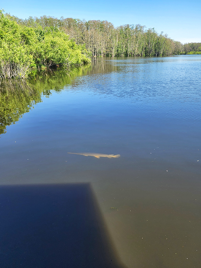 A glimpse of underwater Florida reveals the hidden world that thrives in these tannic waters.