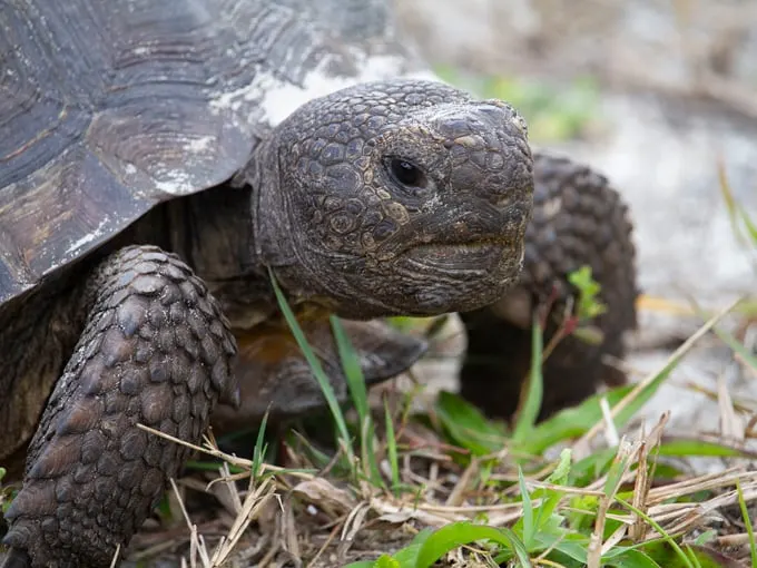 "I've been here since dinosaurs roamed Florida and I'll outlive your selfies." &ndash; This gopher tortoise, probably.