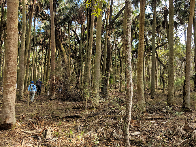 Hikers navigate the palm forest floor, where every step might reveal treasures no theme park could ever replicate.