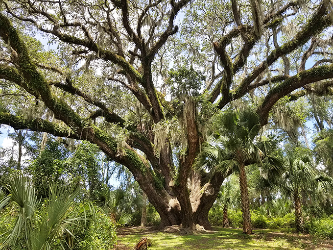 This majestic oak has witnessed centuries of Florida history, its sprawling branches creating nature's perfect canopy for contemplative moments.
