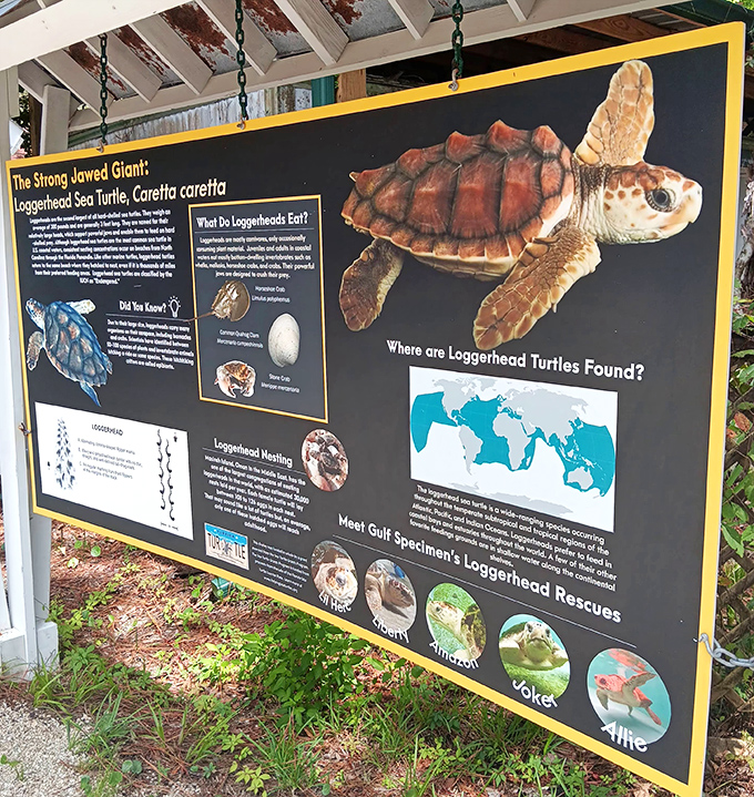 Educational displays throughout the facility make learning about sea turtles engaging without feeling like you're back in school.