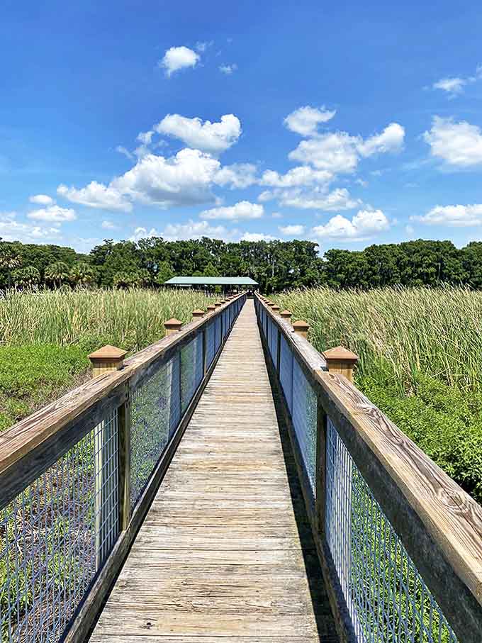 This wooden pathway leads adventurers through Florida's natural wonders, each step revealing a world untouched by roller coasters and parade routes.