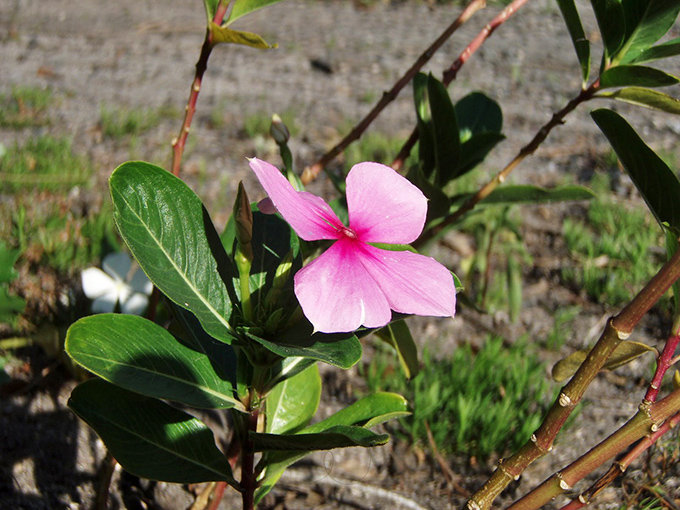 A splash of pink perfection! The Madagascar periwinkle adds tropical color to the island's green palette like nature's own confetti.
