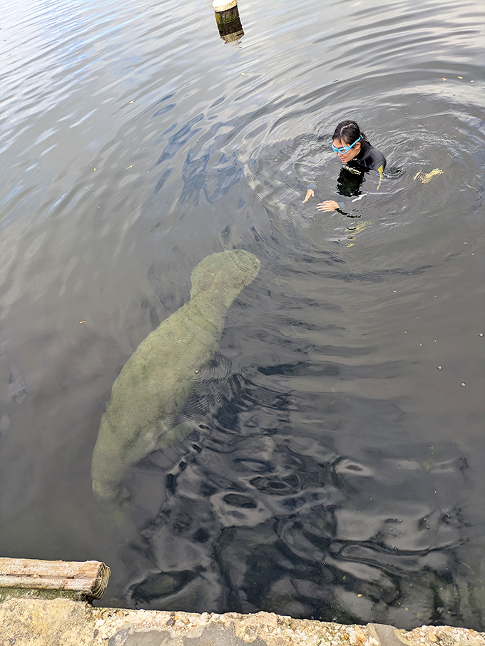 A diver shares a magical moment with a curious manatee, one of the many marine encounters possible during a stay at Jules'.