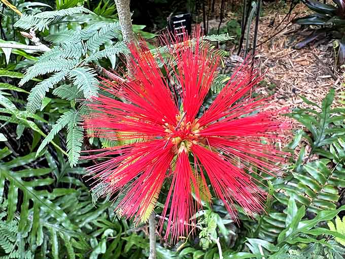 This explosive burst of crimson resembles a firework frozen in time, its spiky petals radiating outward like nature's own celebration.