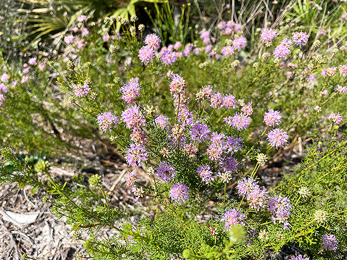 Delicate purple blooms add splashes of color to the scrubland, like nature's own confetti celebration.