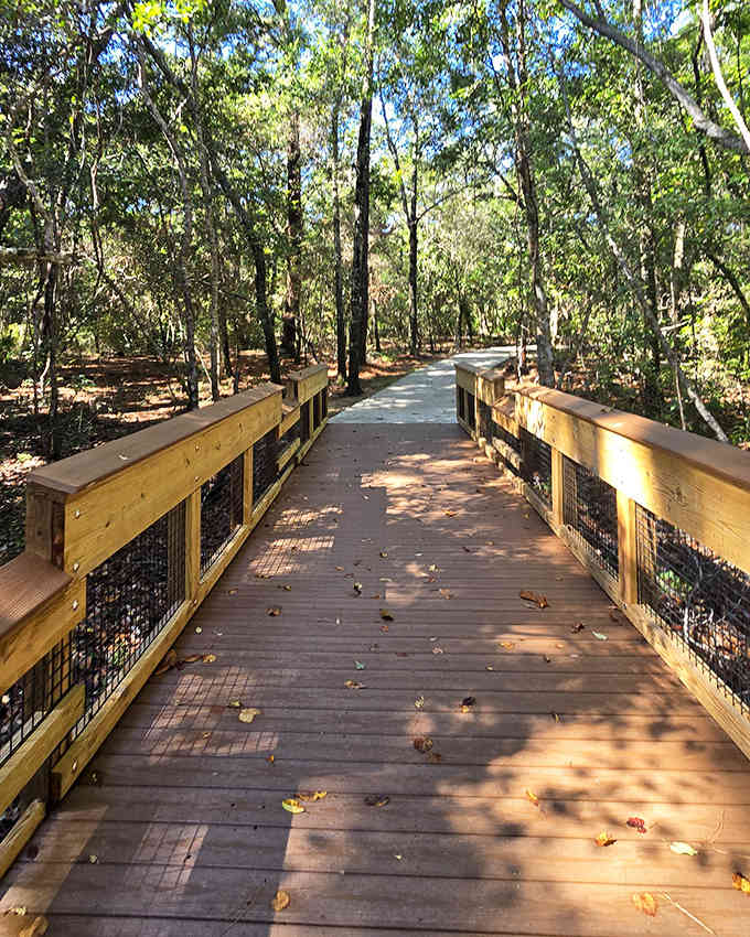 Sunlight plays hide-and-seek on this winding boardwalk, creating dappled patterns that change with every passing cloud.