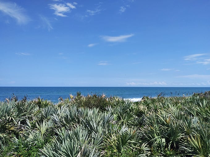 Saw palmettos stand guard over the Atlantic view, their spiky silhouettes framing a perfect postcard moment of coastal Florida.