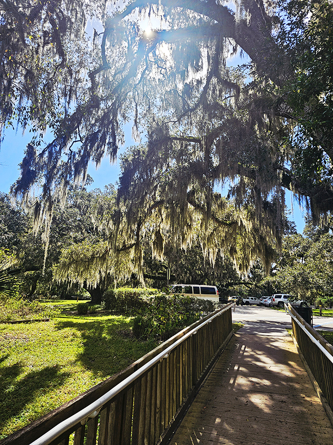 Walking on sunshine through a moss-draped cathedral! This wooden pathway leads visitors through Florida's version of stained glass windows.