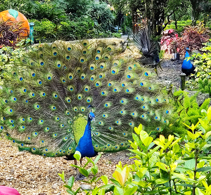 Royal blue and fiery red feathers create nature's perfect color contrast on this peacock, whose display rivals any Broadway production for pure dramatic effect.