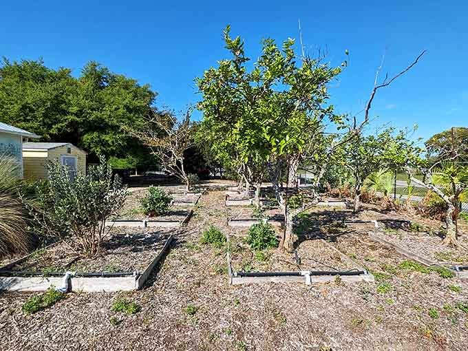 The fruit orchard grows in neat rows, a testament to Florida's agricultural heritage and the patient art of coaxing food from the earth.