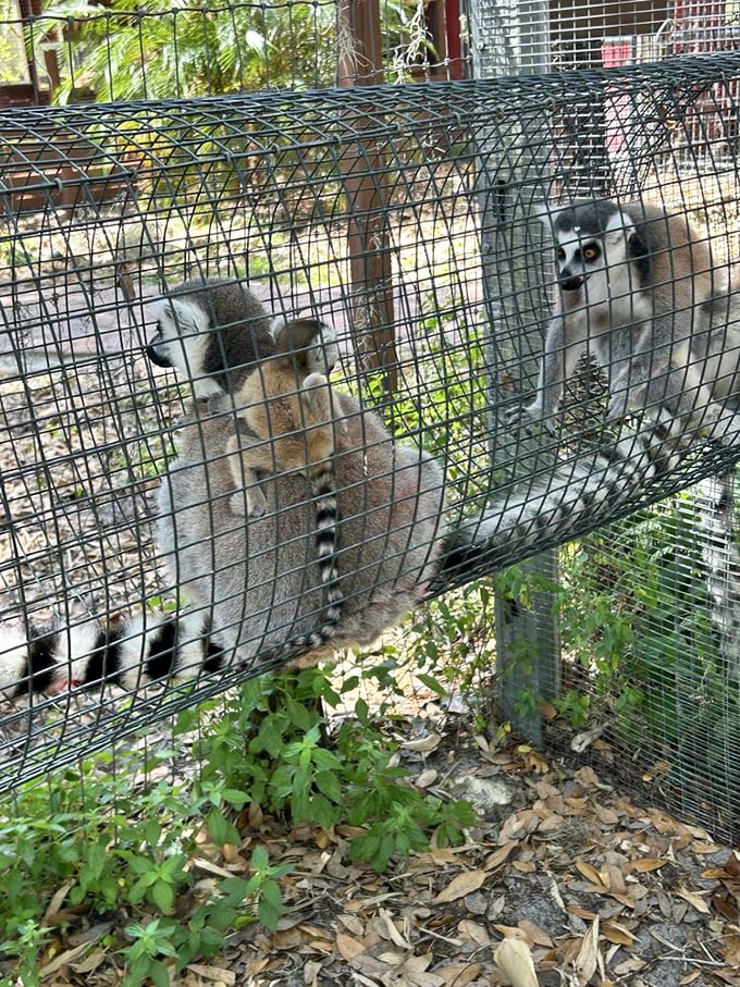 Ring-tailed lemurs observe visitors from their elevated tunnel, their distinctive black-and-white tails curled in classic lemur fashion.