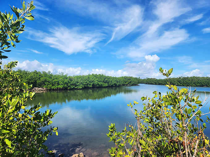 Mangrove-lined waterways create a serene ecosystem where paddlers can explore Florida's natural side away from the crowds.