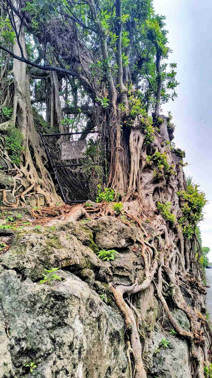Tenacious tree roots grip the cliff face like nature's own artwork, demonstrating life's remarkable ability to thrive in unlikely places.