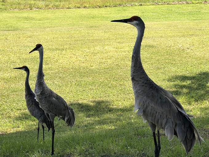 Even the local sandhill cranes seem unfazed by Spook Hill's supernatural reputation, adding to the natural Florida charm surrounding this oddity.